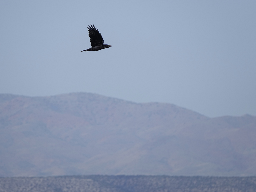 Common Raven from Cathedral Rock, Sedona, AZ on May 12, 2017 at 09:44 ...