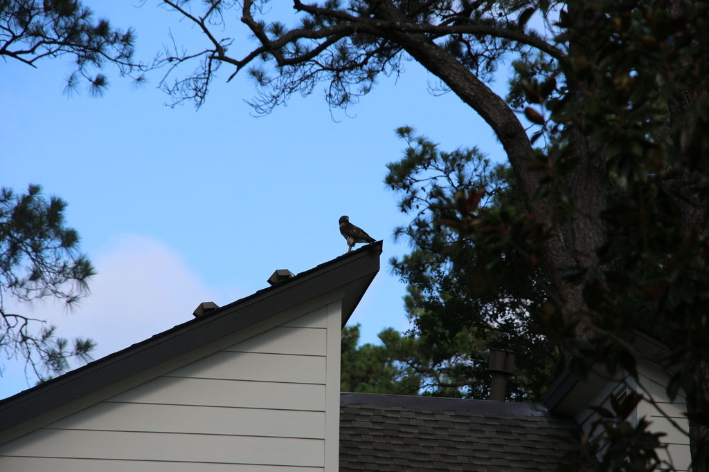 Broad-winged Hawk from S Durrette Dr, Houston, TX 77024, USA on July 28 ...