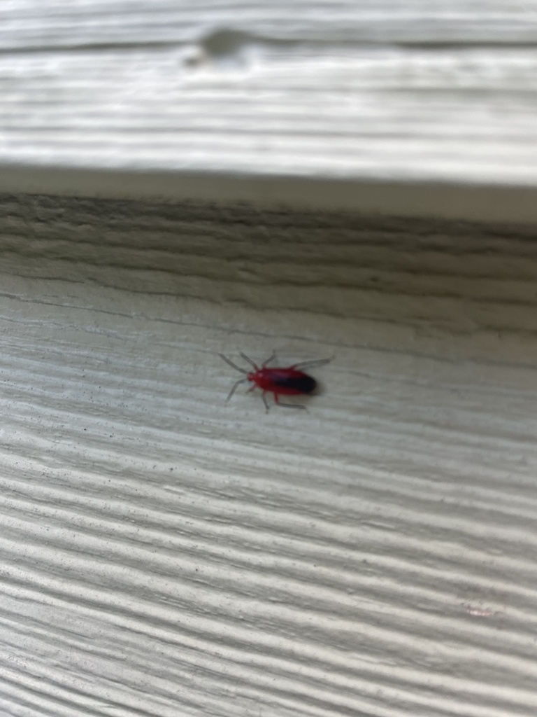 Lopidea instabilis from Candy Ln, Bedford, NH, US on July 12, 2022 at ...