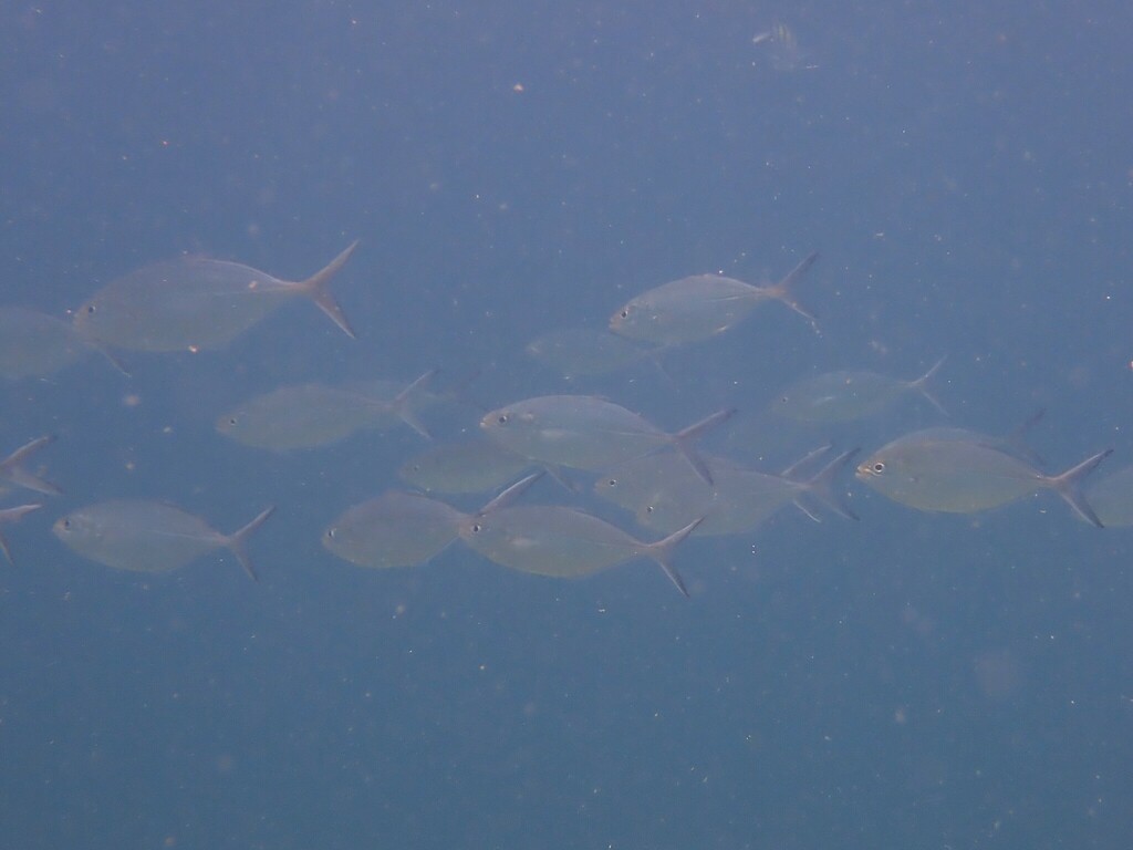 Herring scad from VGW6+VFC ตำบล พรุใน อำเภอ เกาะยาว พังงา ประเทศไทย on ...