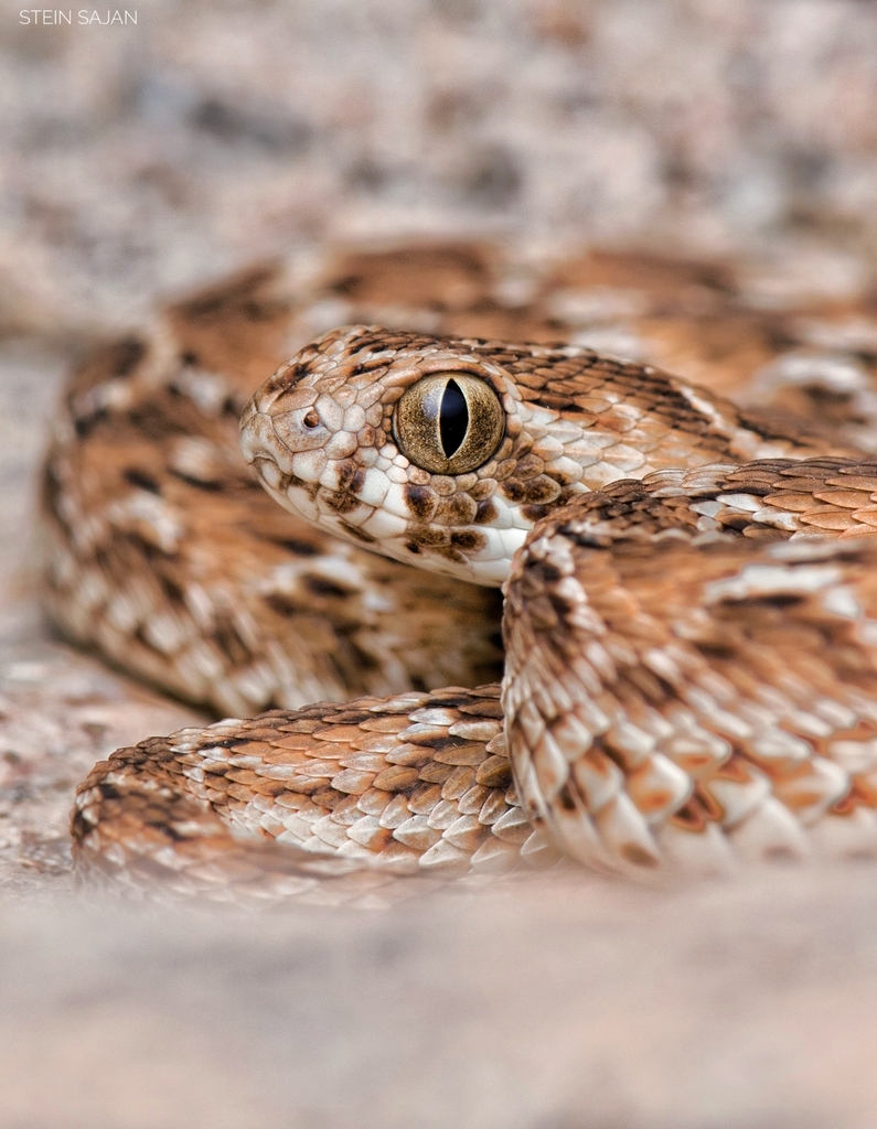 Saw-scaled Viper from Melur, 27HJ+MRC, Arittapatti, Tamil Nadu 625106 ...