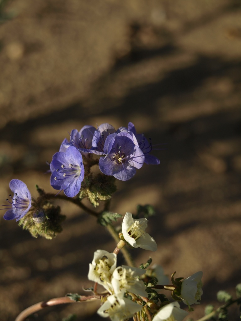 distant phacelia from San Bernardino County, CA, USA on March 06, 2017 ...