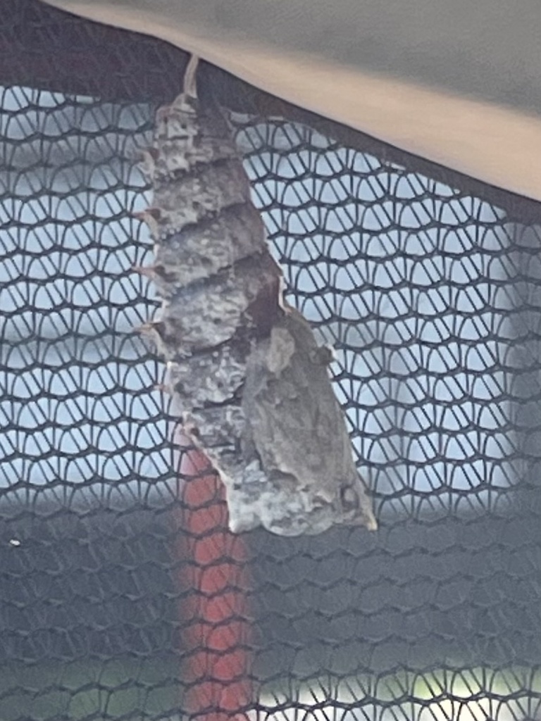 Compton Tortoiseshell from Glacier National Park, Babb, MT, US on July ...