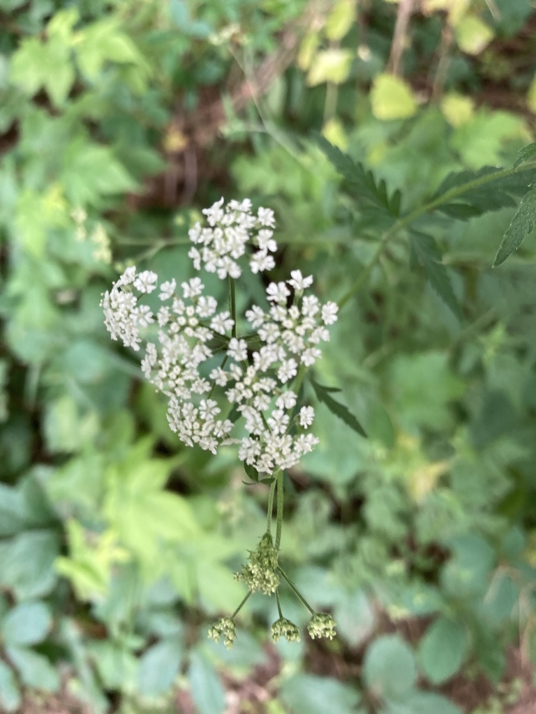 upright hedge-parsley from Mono, ON, CA on July 28, 2022 at 09:54 AM by ...