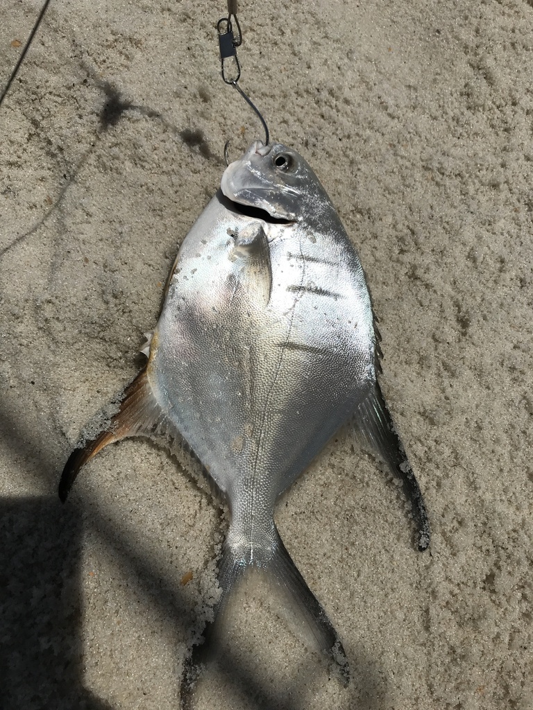 Palometa from Florida State Parks, Pensacola, FL, US on July 28, 2022 ...