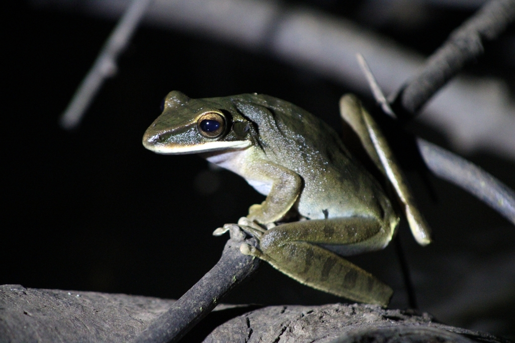 Basin Tree Frog from Reserva Ecológica Tingana on May 5, 2022 at 08:41 ...