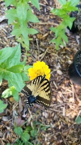 Subspecies Papilio alexiares alexiares · iNaturalist