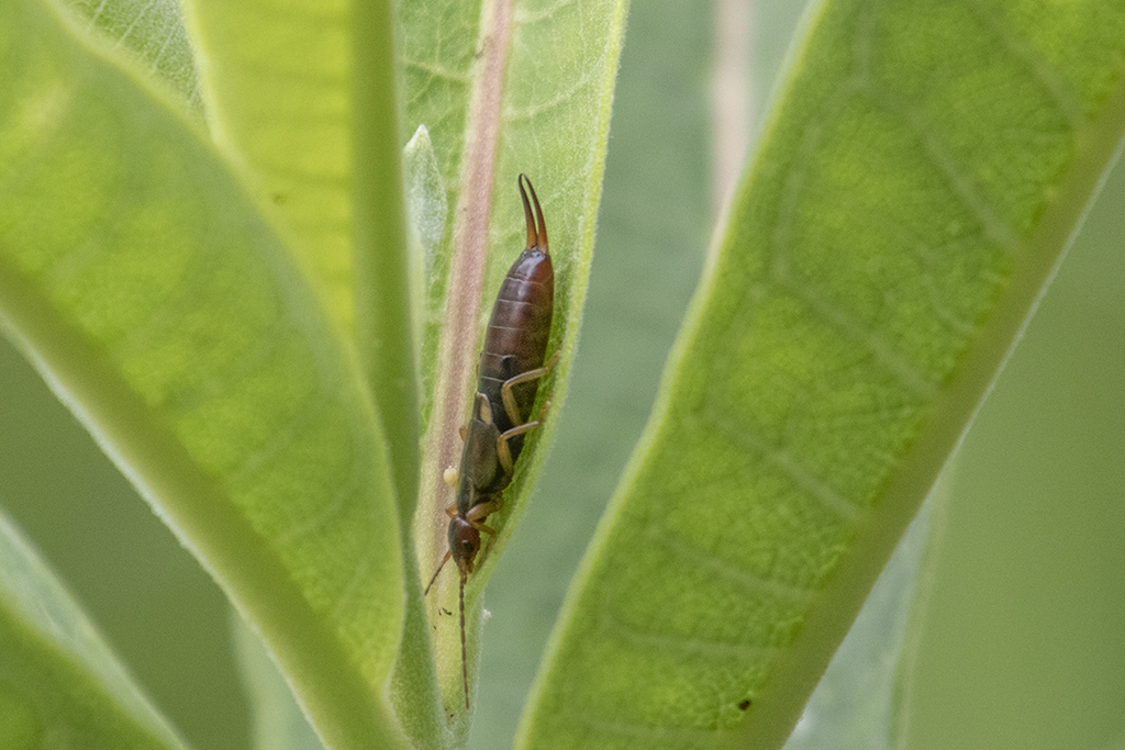 European Earwig from Dufferin, Ontario, Canada on July 28, 2022 at 09: ...
