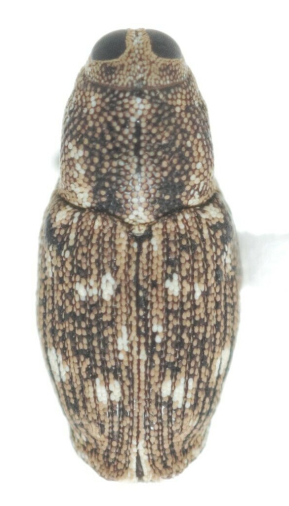 Cylindrocopturus adspersus in June 2022 by i_fox · iNaturalist
