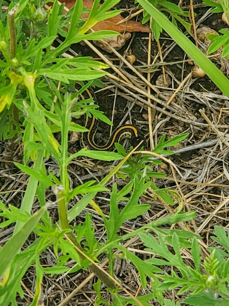 Plains Garter Snake from ROXBOROUGH, CO 80125, USA on July 28, 2022 at ...