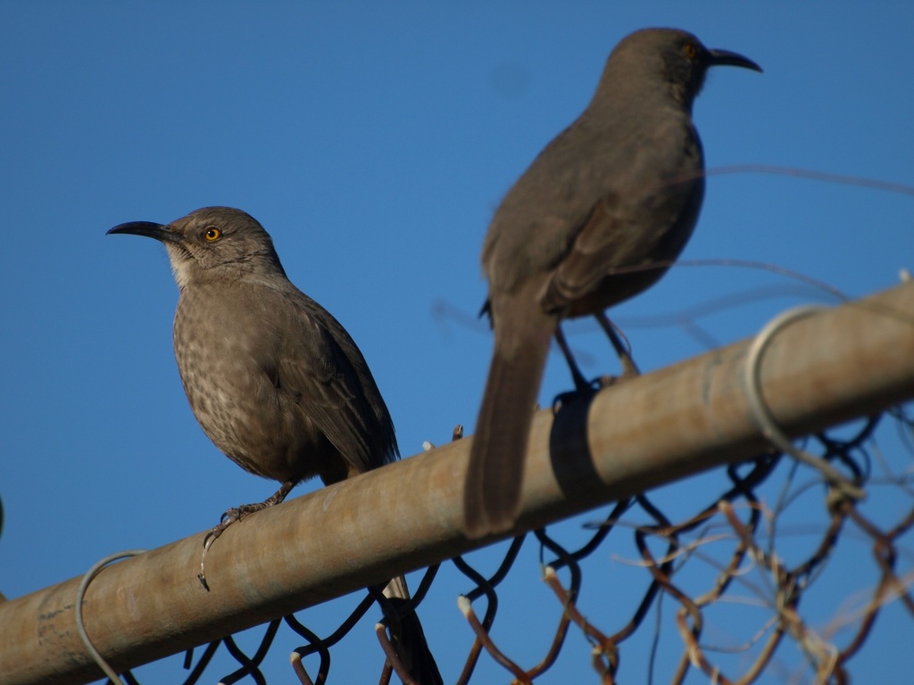 Curve-billed Thrasher from Ajo, AZ 85321, USA on December 23, 2018 at ...