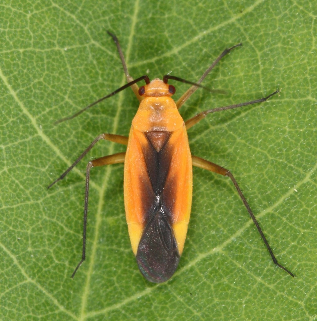Black Locust Bug from Aberdeen, MD, USA on July 26, 2022 at 06:58 PM by ...