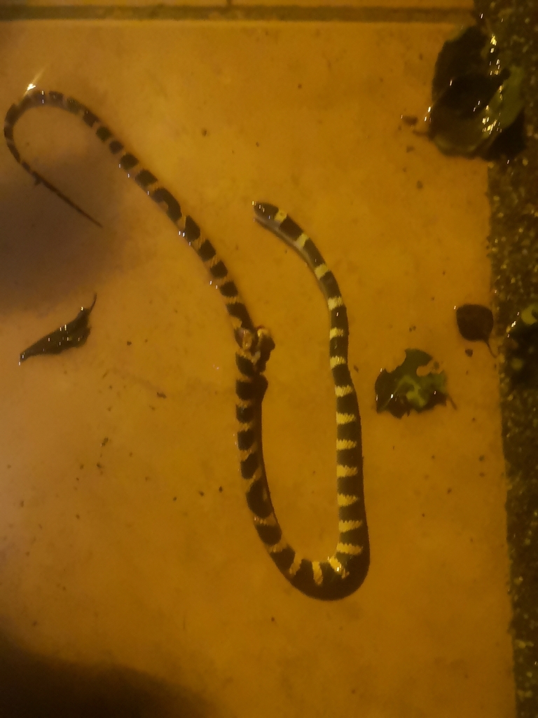 Forest Flame Snake from 896M+RHF, Zaruma, Ecuador on April 03, 2022 at ...