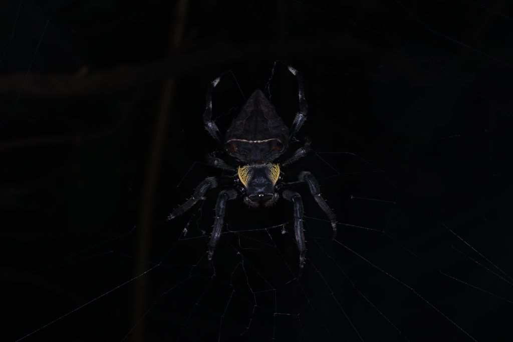 Abandoned-web Orb-weaver from 香港西貢市 on July 28, 2022 at 08:54 PM by ...