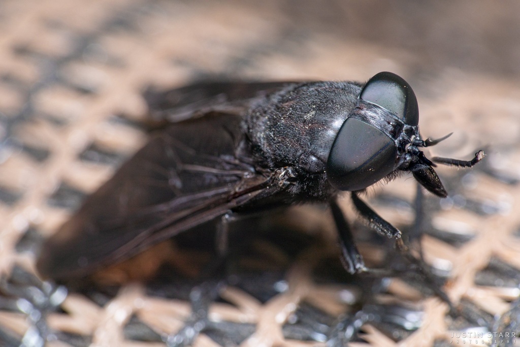 Black Horse Fly from Long Island, Huntington, NY, US on July 28, 2022 ...