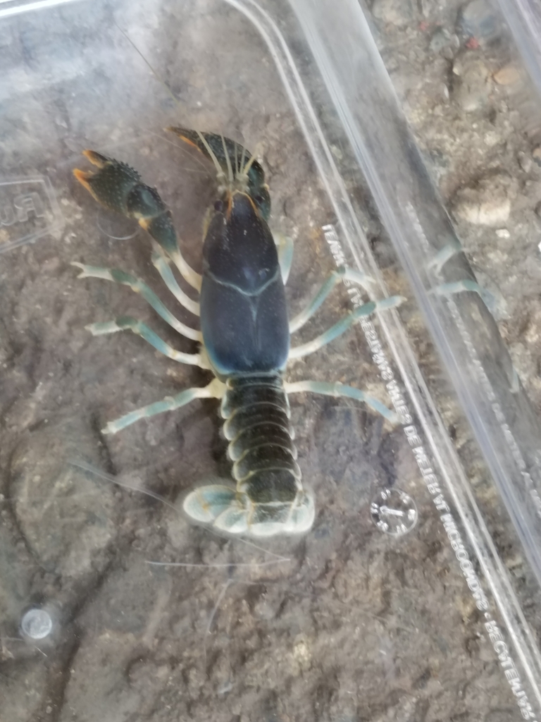 Southeastern Prairie Crayfish from 8371 Co Rd 12, Uniontown, AL 36786 ...