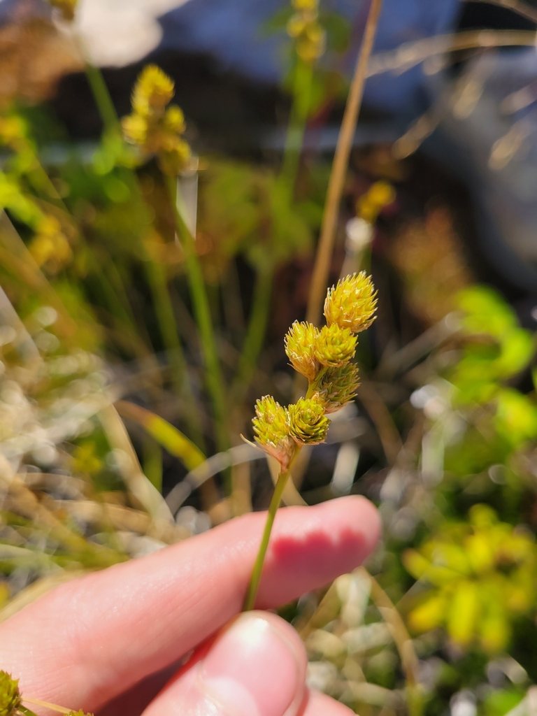 clustered sedge from Key River on July 26, 2022 at 01:12 PM by Kyra ...