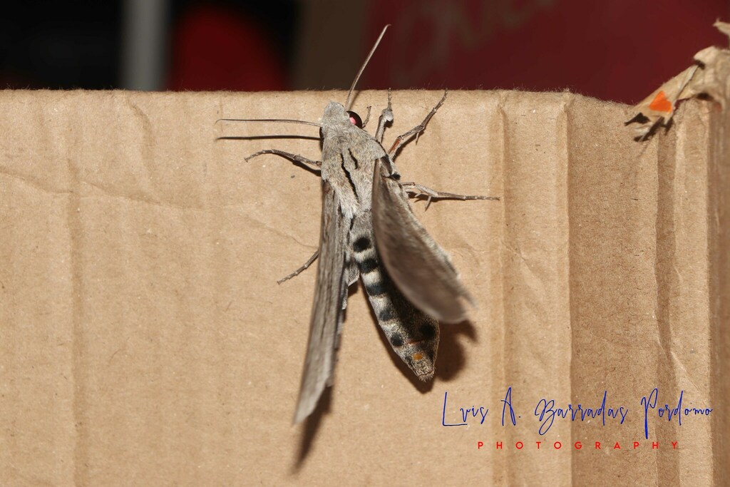 Sphinx leucophaeata from Rancho El Sinaí, Piedra de Agua, Jilotepec ...