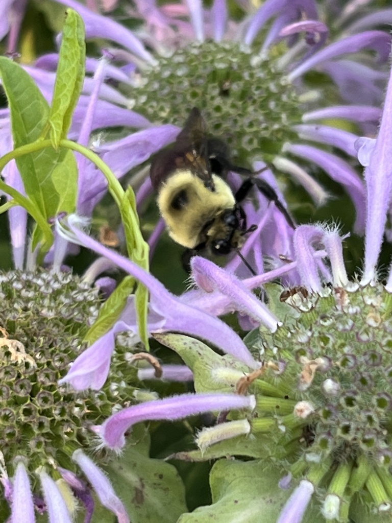 Brown-belted Bumble Bee from The Peggy Notebaert Nature Museum, Chicago ...