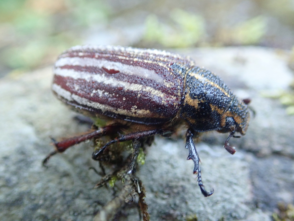 Polyphylla taiwana from 台灣宜蘭縣 on July 28, 2022 at 06:47 AM by 曾文昌 ...
