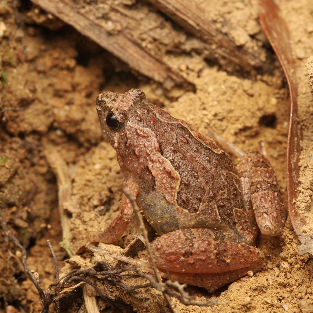Tubercled Pygmy Frog from Tai Lam on July 28, 2022 at 08:48 PM by Chiu ...