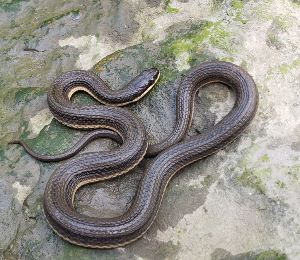 Queensnake from Wheaton, IL 60189, USA on July 28, 2022 at 03:36 PM by ...