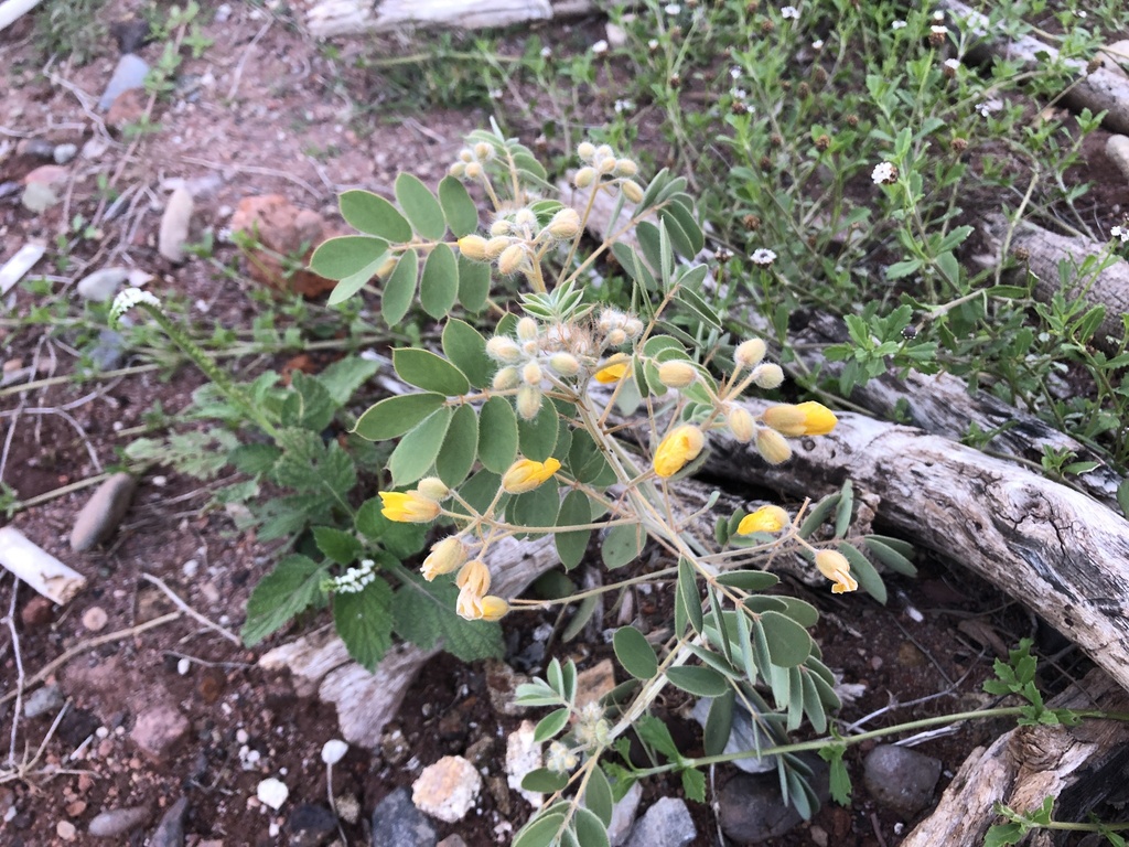sennas from Lake Novillo, San Pedro de la Cueva, SON, MX on July 24 ...