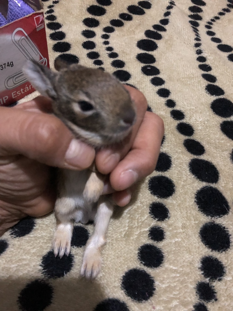 Cottontail Rabbits from Calle 2, Ciudad López Mateos, México, MX on ...