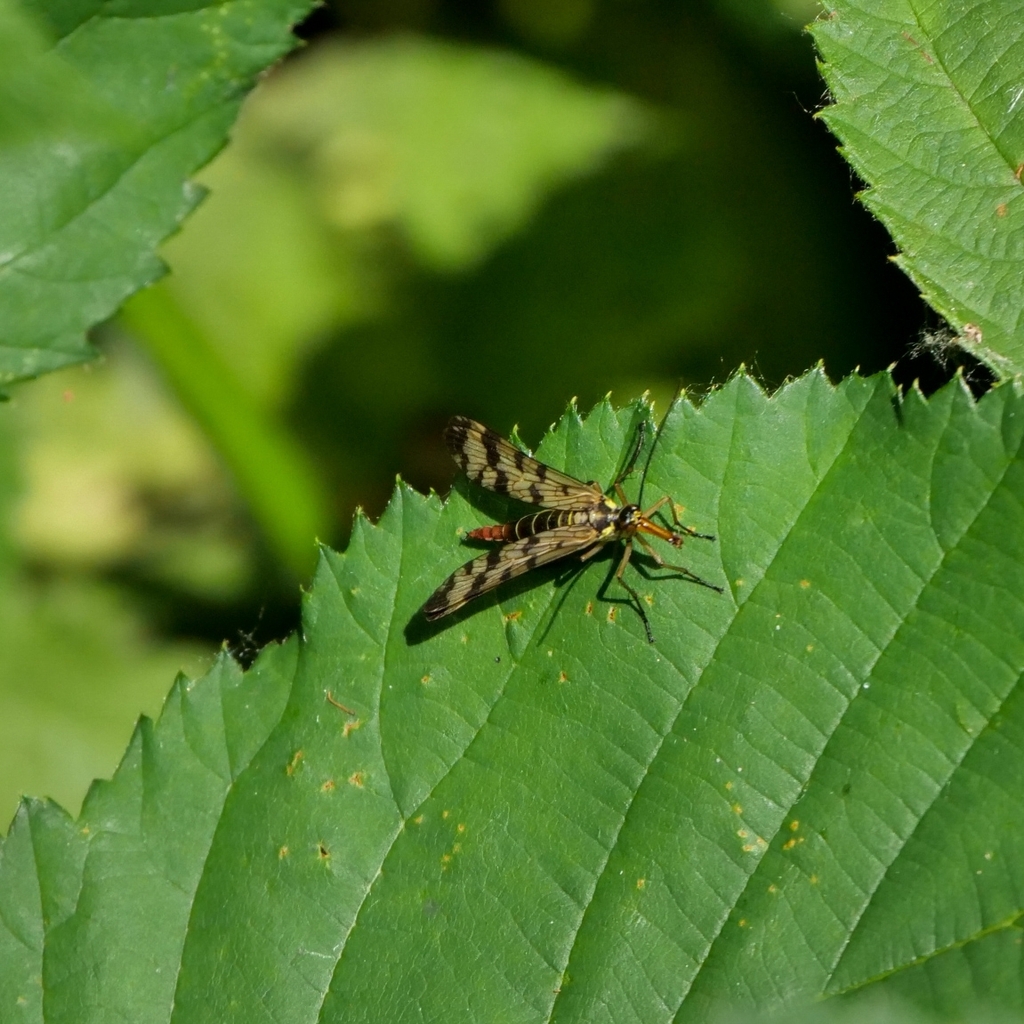 Meadow Scorpionfly from Gaasperpark on July 29, 2022 at 11:04 AM by Ron ...