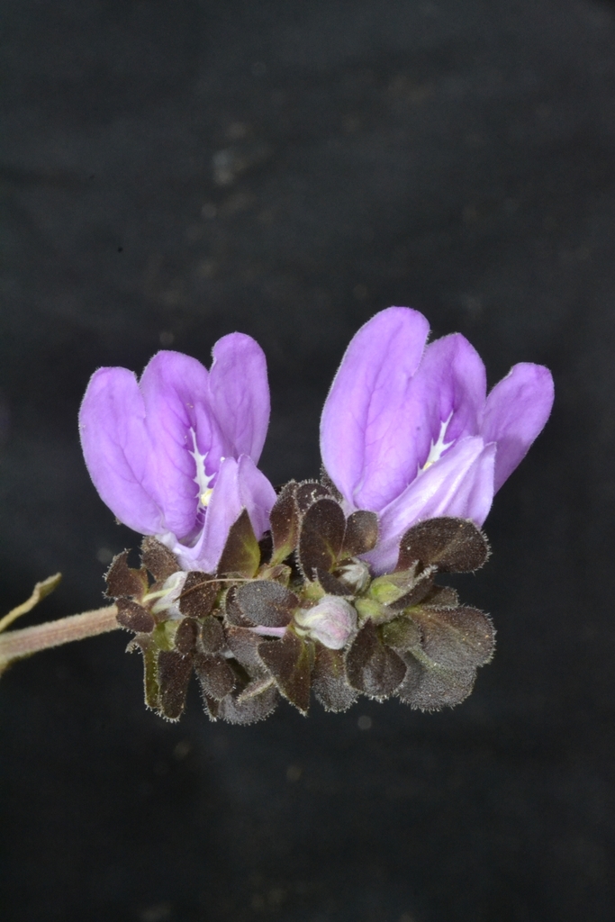 (Poikilacanthus bahiensis) - Botanical Realm