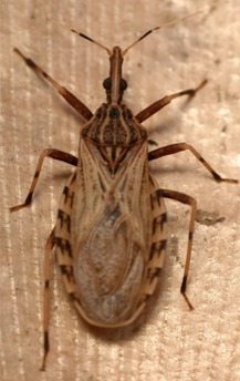 Rhodnius stali · iNaturalist