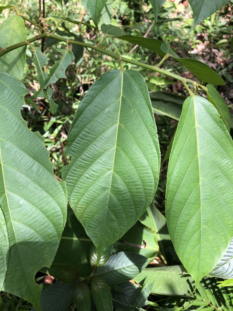 Monkey's comb from Refugio Nacional de Vida Silvestre Barra del ...