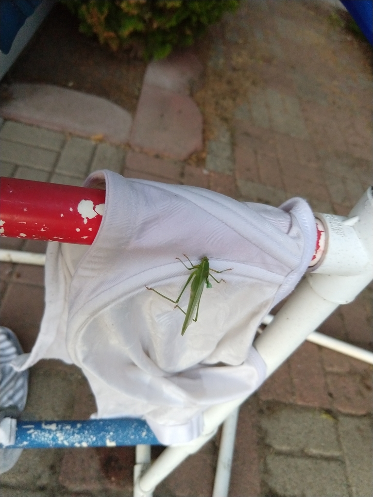 Fork-tailed Bush Katydid from 700 Buena Vista St, Cheney, WA 99004, USA ...