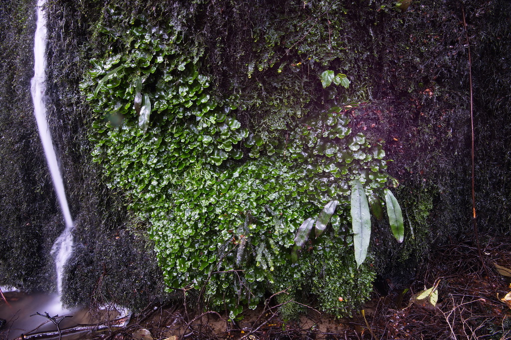 Monoclea forsteri from Catlins River Track, Tawanui, , New Zealand on ...