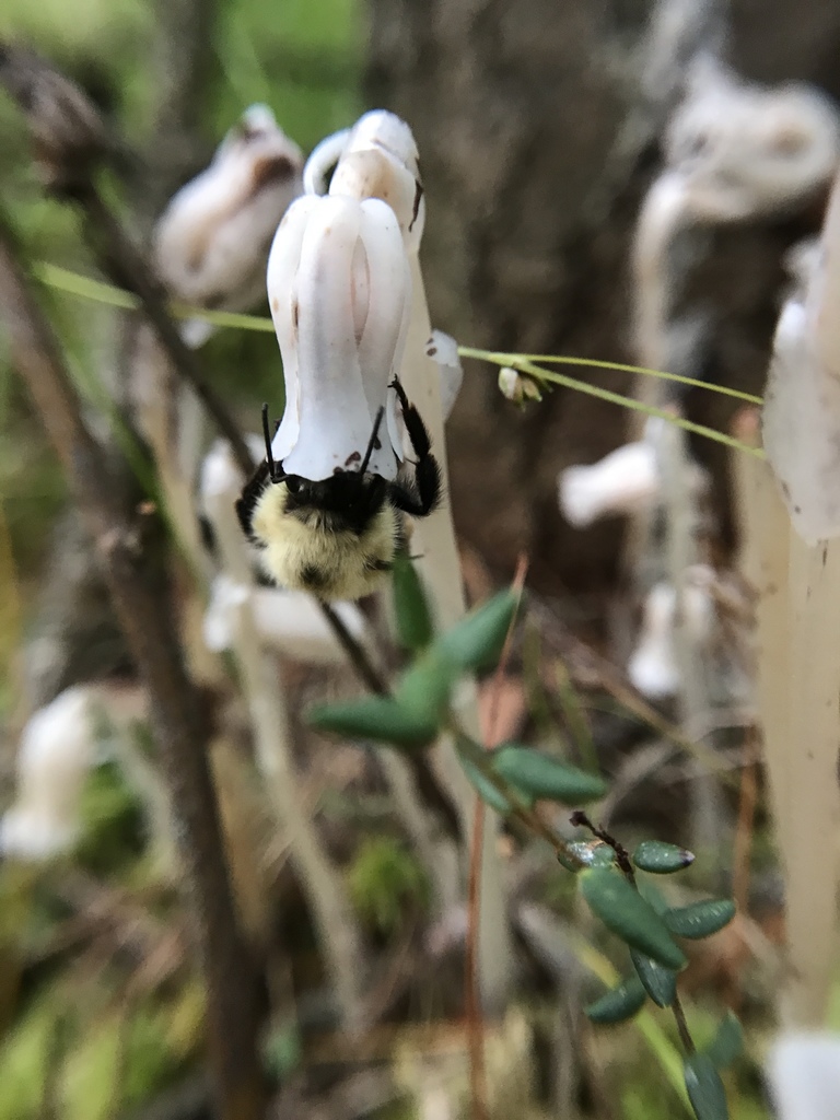Ghost Pipe from Huron-Manistee National Forest, Bitely, MI, US on July ...