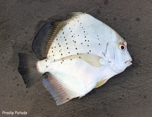 Spotted Sicklefish (Drepane punctata) · iNaturalist