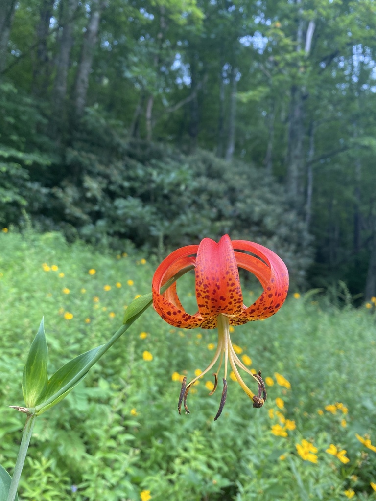 Pseudolirium in July 2022 by Brooke Reutinger. At least 4ft tall, 173 ...