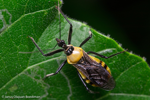 Biasticus flavinotus · iNaturalist