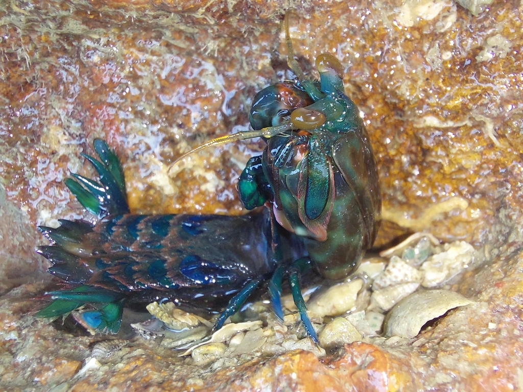 Peacock Mantis Shrimp from Mission River QLD 4874, Australia on July 30 ...