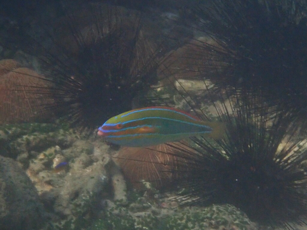 Three-ribbon Wrasse from เกาะไข่นอก ตำบล พรุใน อำเภอ เกาะยาว พังงา ...
