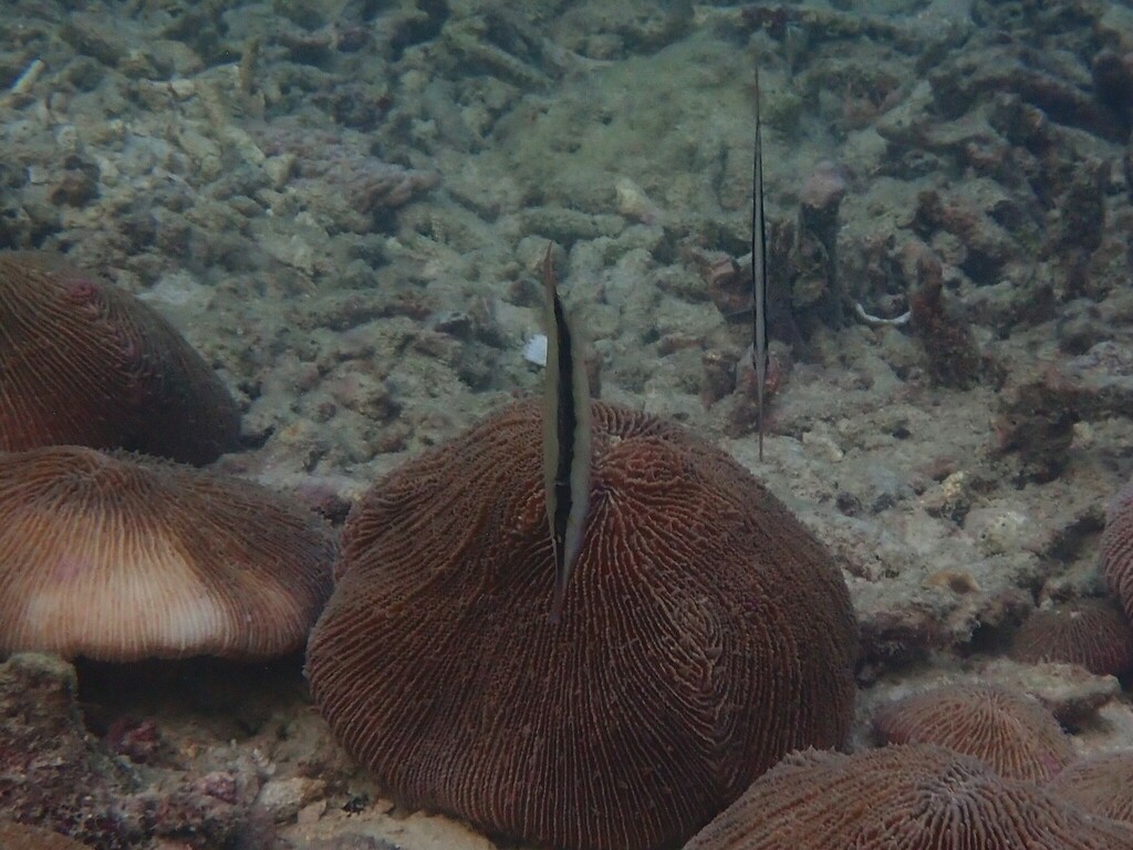 Jointed Razorfish from เกาะไข่นอก ตำบล พรุใน อำเภอ เกาะยาว พังงา ประเทศ ...