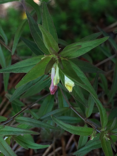 Cow-Wheat (Variety Melampyrum lineare latifolium) · iNaturalist