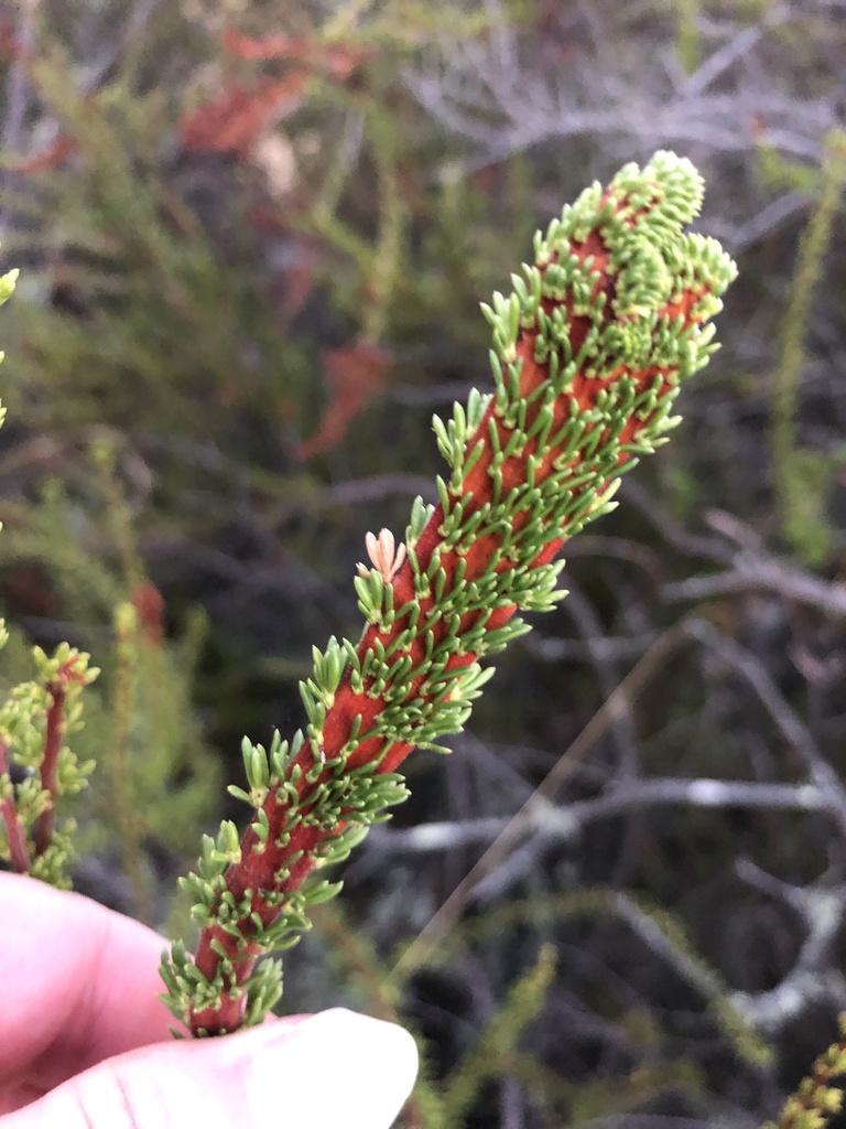 chamise from Foothills Nature Preserve, Palo Alto, CA, US on July 29 ...