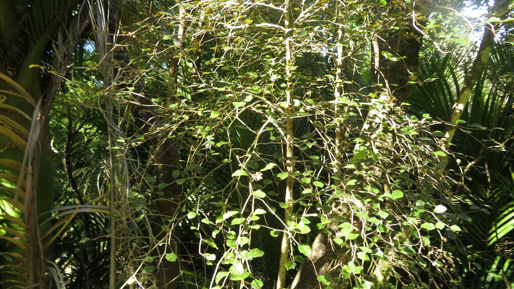 Marble leaf from Lake Wairarapa, Wellington, New Zealand on April 24 ...