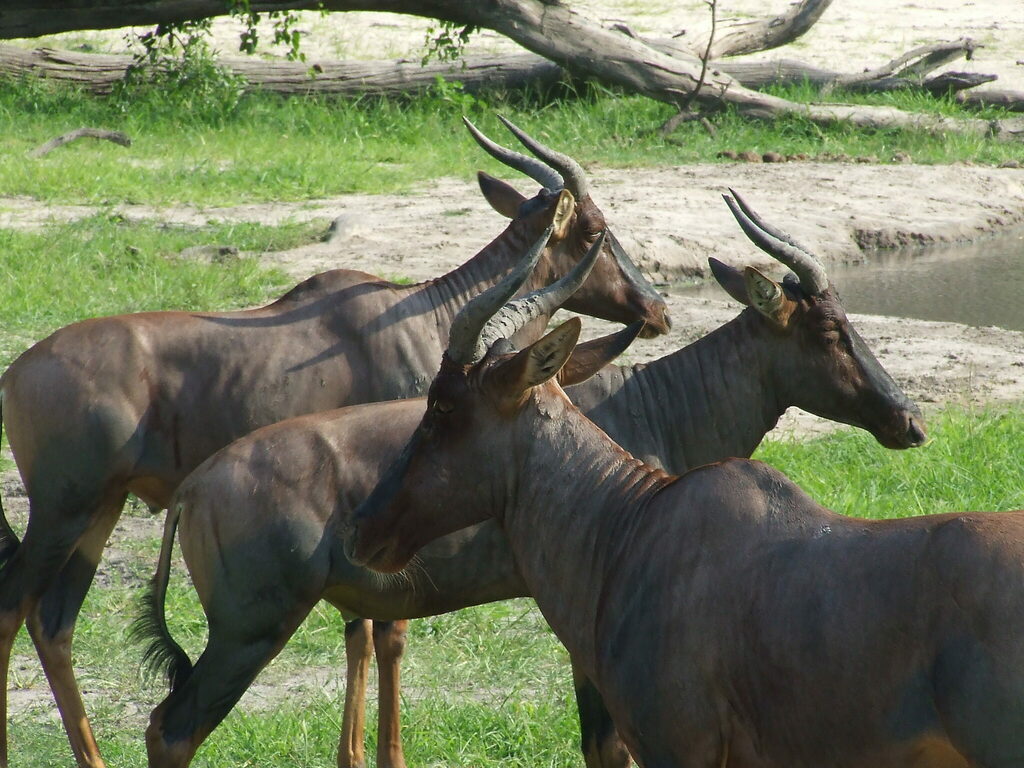 Common Tsessebe from Ngamiland North, Botswana on February 02, 2007 at ...