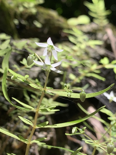 Argostemma lobbii · iNaturalist