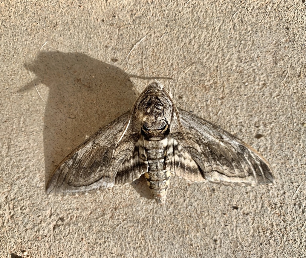 Five-spotted Hawk Moth from N Eighth Ave, Holbrook, AZ, US on July 30 ...