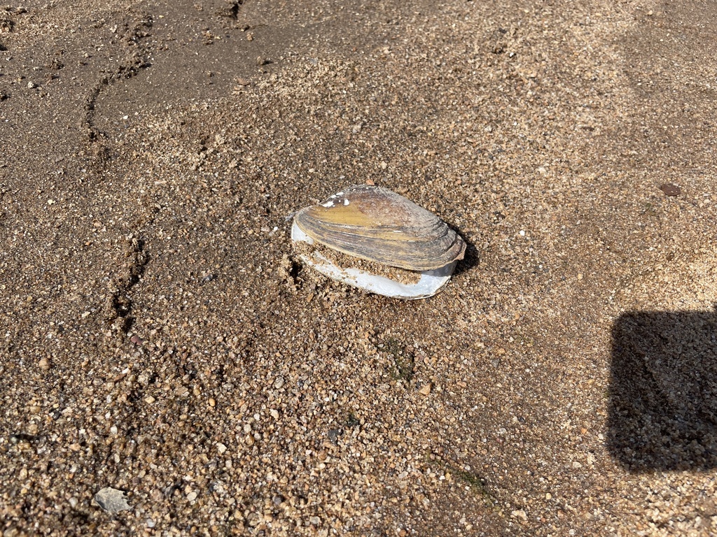 Yellow Lampmussel from Congaree River, Gadsden, SC, US on July 27, 2022 ...