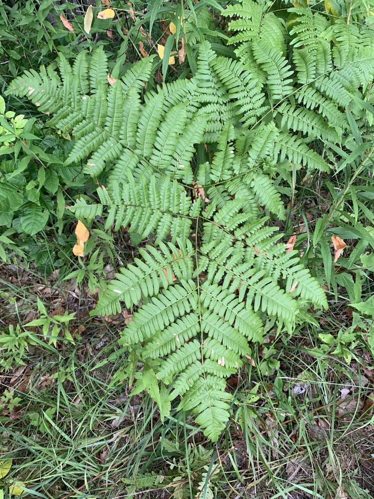 eagle fern from South Bruce, ON, CA on July 30, 2022 at 09:37 AM by ...