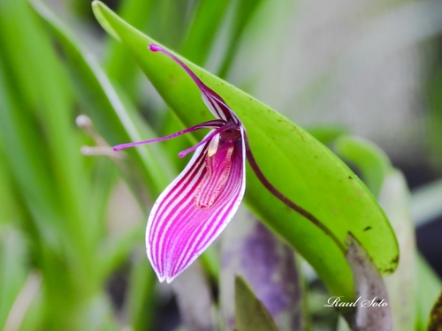 Restrepia purpurea · iNaturalist United Kingdom